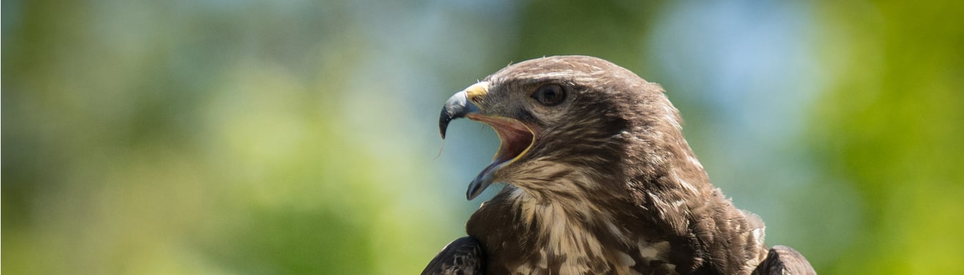 ¿Cómo buscar al Halcón Tecmilenio? 7 pistas para identificarlo